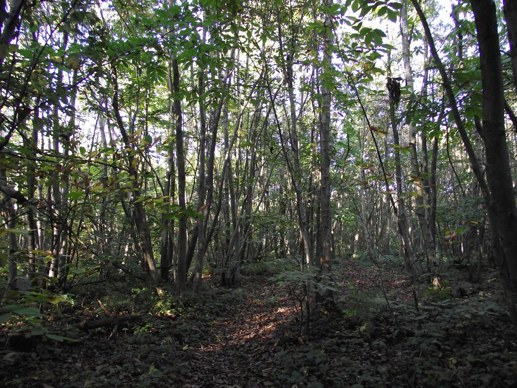 Blean Woods National Nature Reserve - Woodland Trust