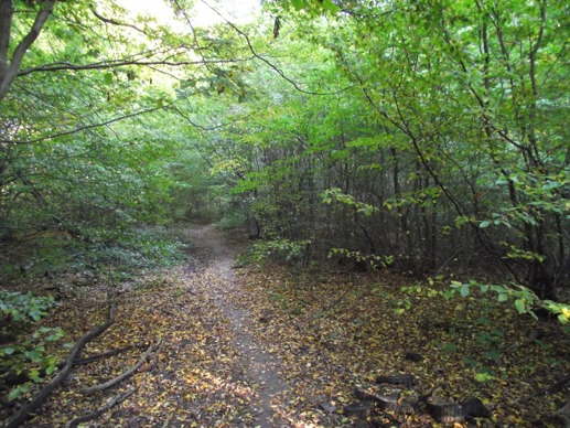 Blean Woods National Nature Reserve - Woodland Trust