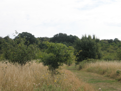 Northward Hill Reserve - Woodland Trust