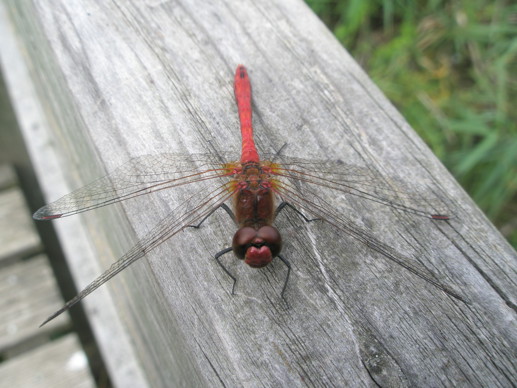 Northward Hill Reserve - Woodland Trust
