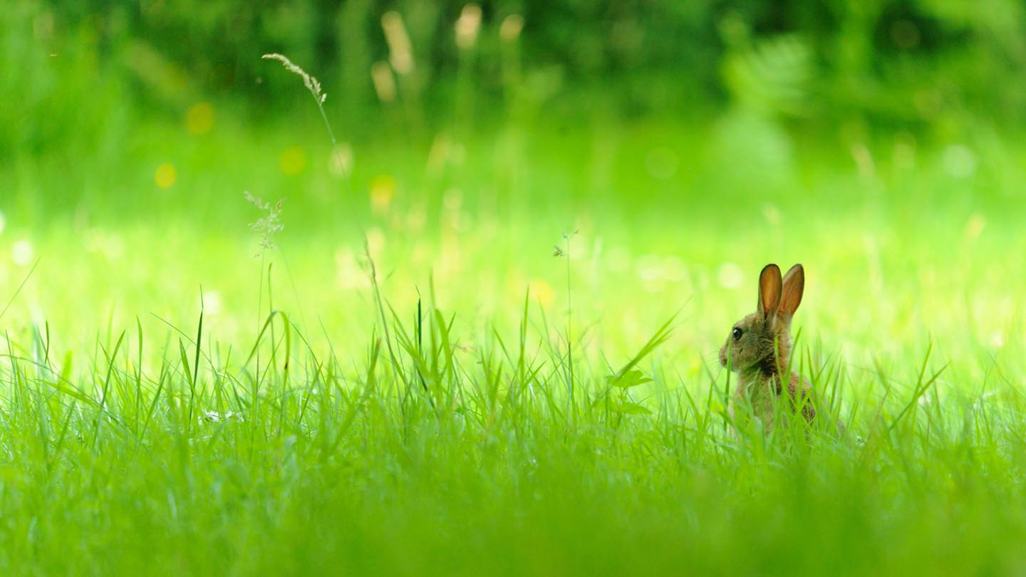 Blaeberry Woodland - Visiting Woods - Woodland Trust
