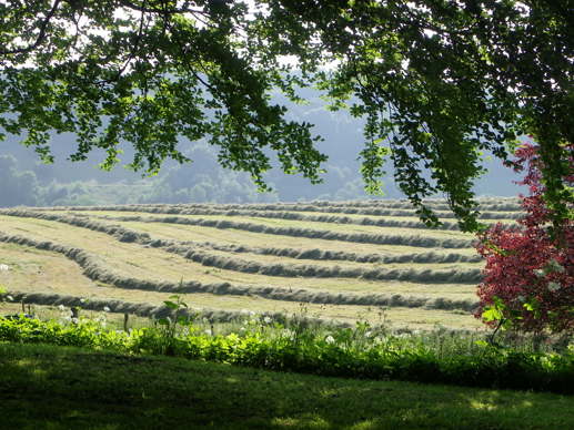 Coombes and Churnet Valley - Woodland Trust