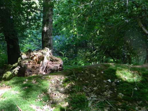 Ashridge Estate - Ashridge Park - Woodland Trust