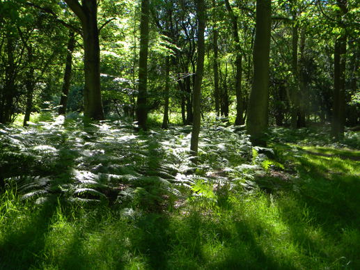 Ashridge Estate - Ashridge Park - Woodland Trust