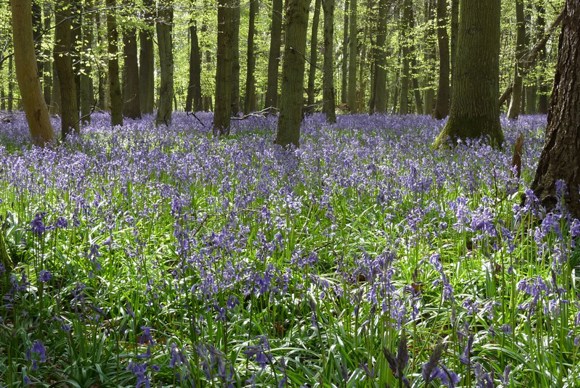 Ashridge Estate - Ashridge Park - Woodland Trust