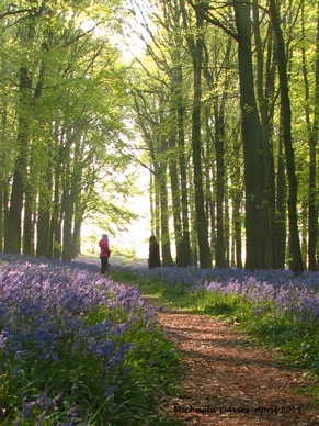 Ashridge Estate - Ashridge Park - Woodland Trust