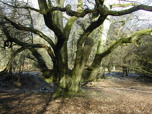Ashridge Estate - Ashridge Park - Woodland Trust