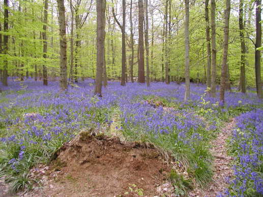 Ashridge Estate - Ashridge Park - Woodland Trust