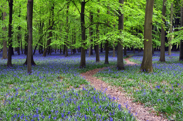 Ashridge Estate - Ashridge Park - Woodland Trust