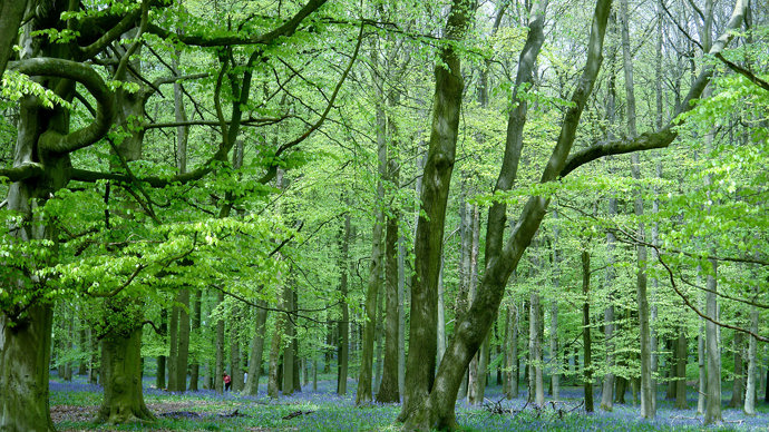 Ashridge Estate - Ashridge Park - Woodland Trust