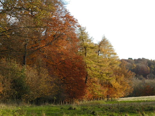 Ashridge Estate - Ashridge Park - Woodland Trust