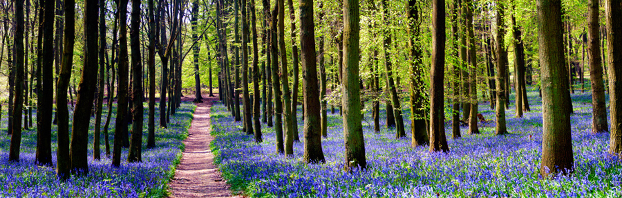 Ashridge Estate - Ashridge Park - Woodland Trust