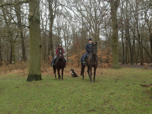 Ashridge Estate - Ashridge Park - Woodland Trust