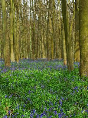Ashridge Estate - Ashridge Park - Woodland Trust
