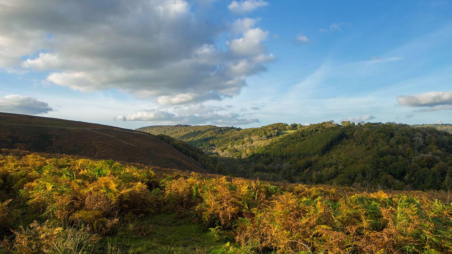 Bovey Valley Woods - Visiting Woods - Woodland Trust