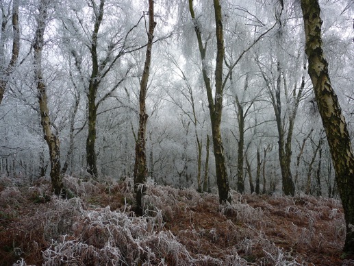Bickerton Hill - Woodland Trust