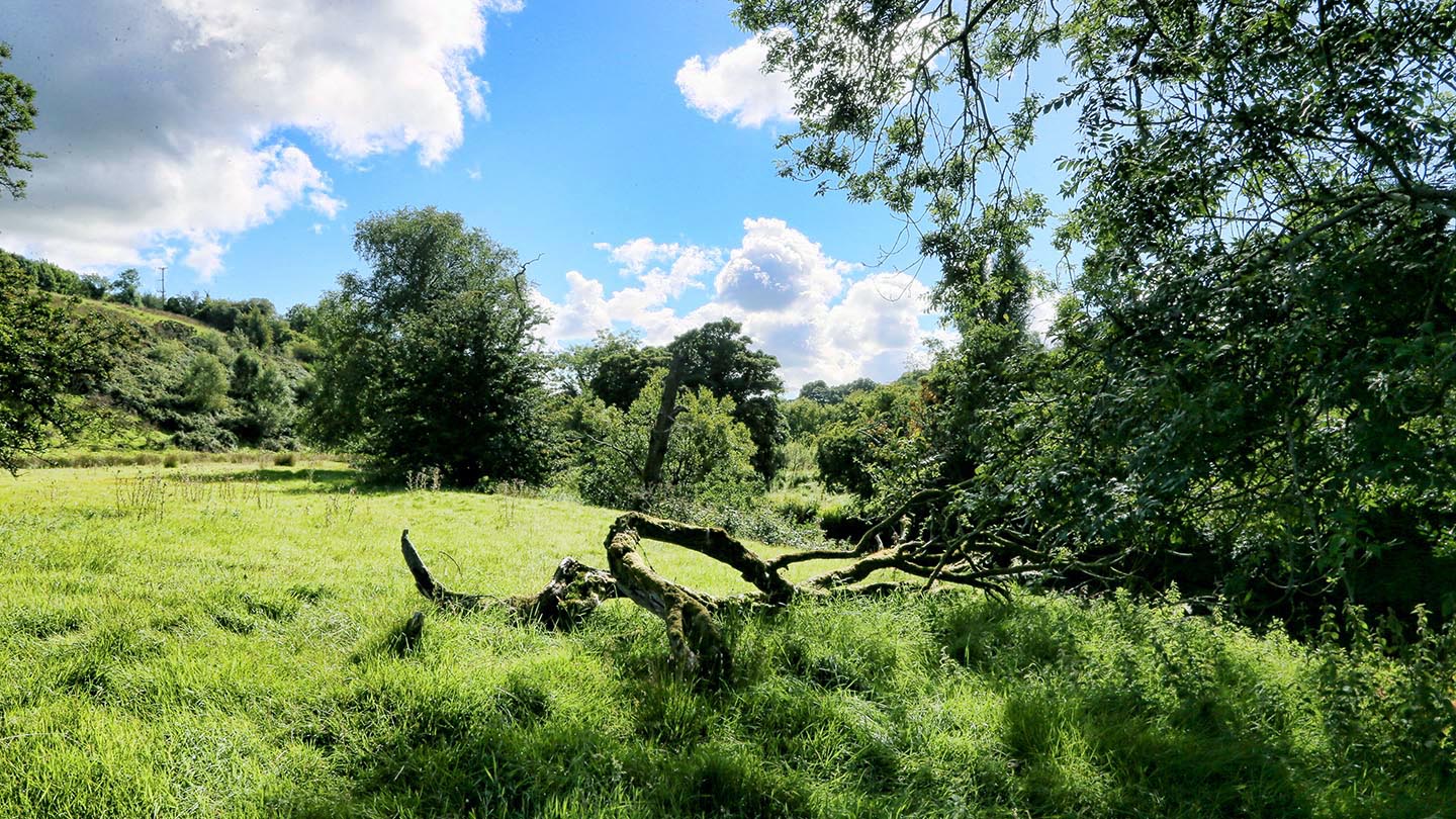 Learmount Forest - Woodland Trust