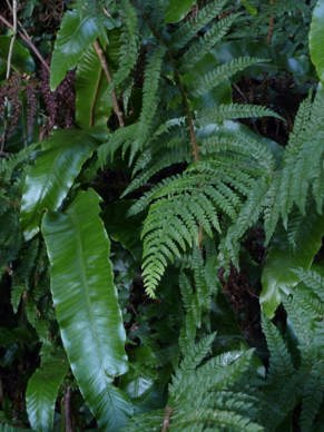 Black Ven Cliff (South) - Woodland Trust