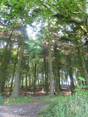 Black Ven Cliff (South) - Woodland Trust