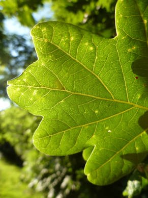Black Ven Cliff (South) - Woodland Trust
