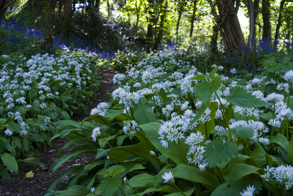 Black Ven Cliff (South) - Woodland Trust