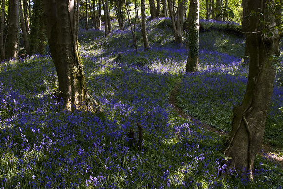 Black Ven Cliff (South) - Woodland Trust