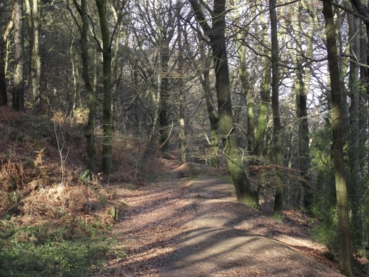 Blackdown And Marley Common - Woodland Trust