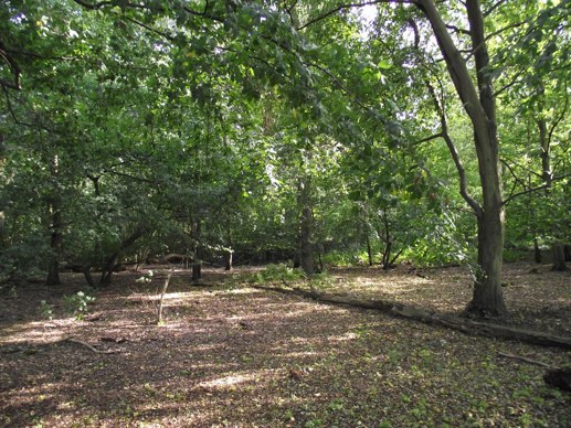 Bookham Common - Woodland Trust