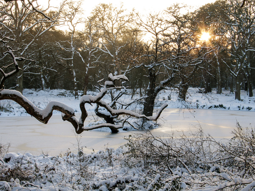 Bookham Common - Woodland Trust