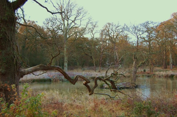 Bookham Common - Woodland Trust