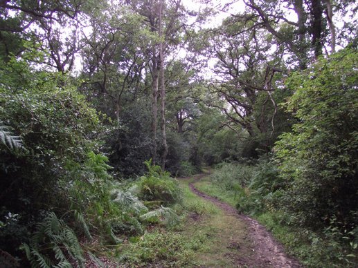 Bookham Common - Woodland Trust
