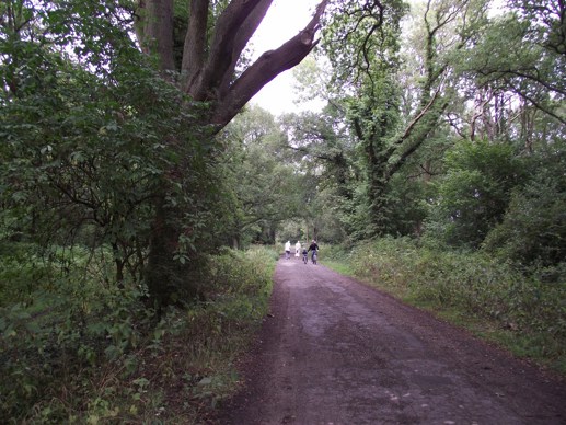 Bookham Common - Woodland Trust