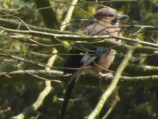 Borthwood Copse - Woodland Trust