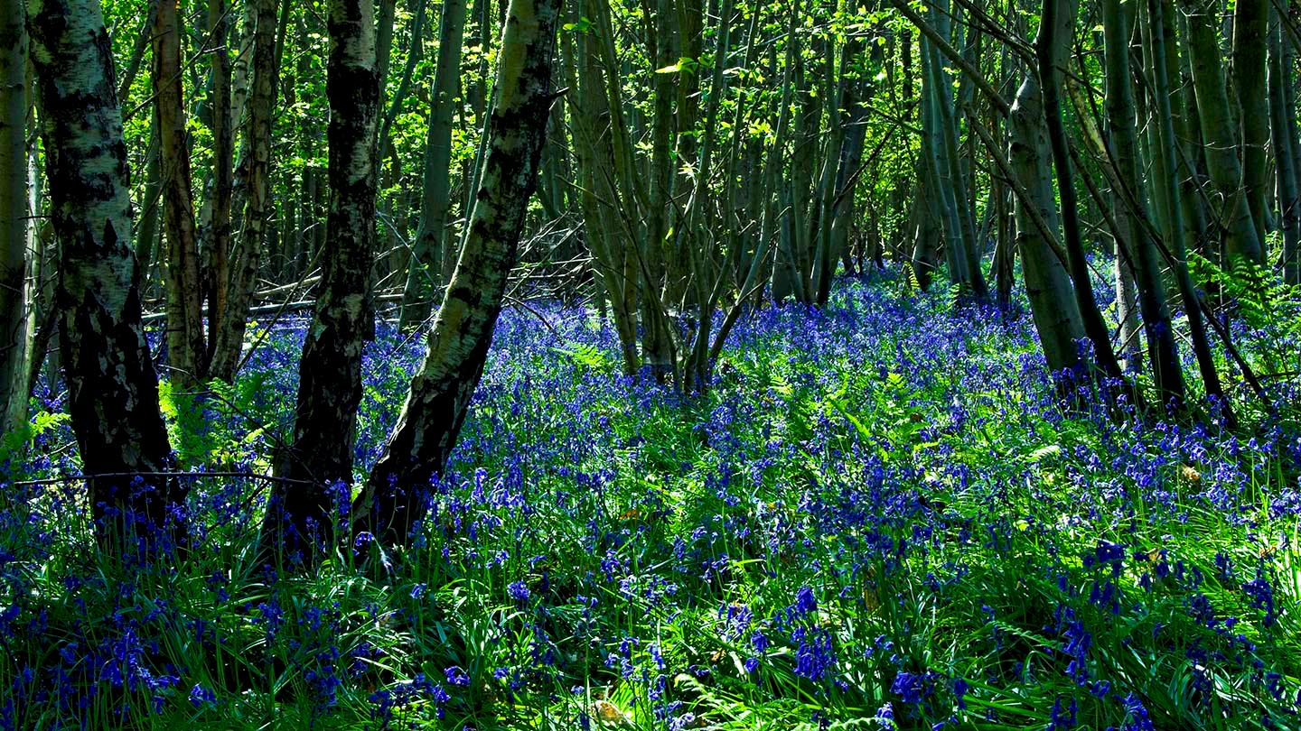 Brede High Woods - Visiting Woods - Woodland Trust