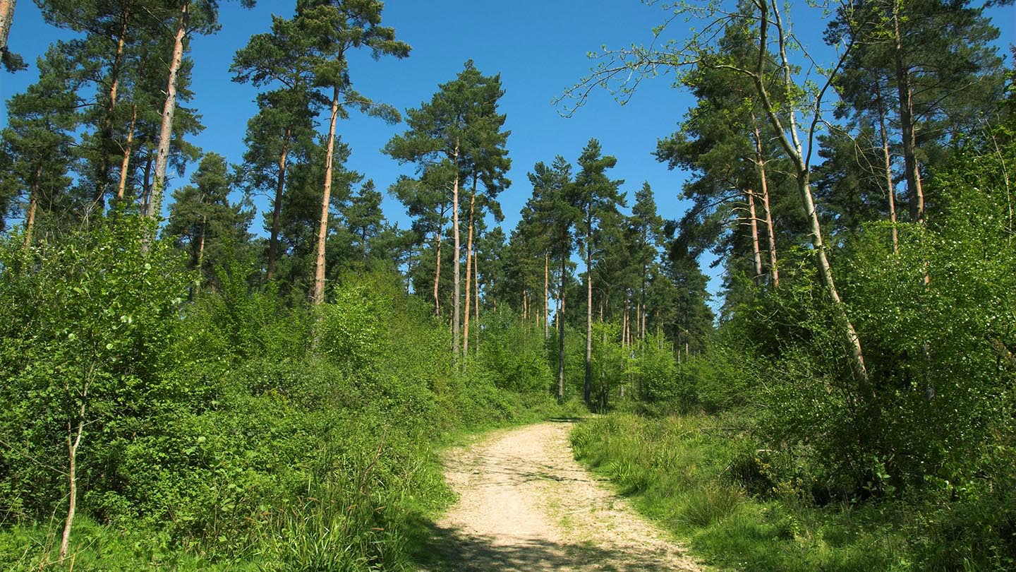 Brede High Woods - Visiting Woods - Woodland Trust