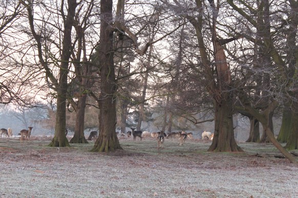 Calke Abbey - Calke Park - Woodland Trust
