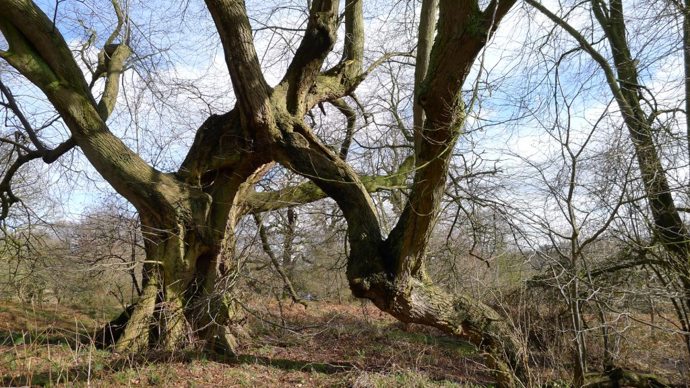 Calke Abbey - Calke Park - Woodland Trust