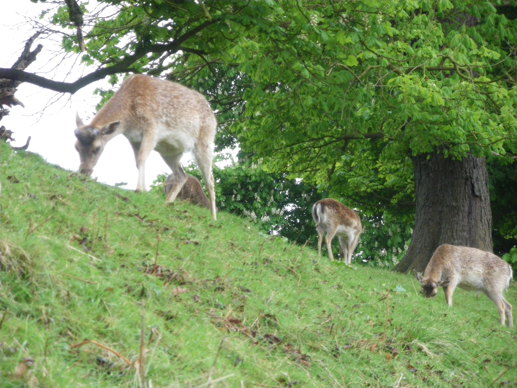Calke Abbey - Calke Park - Woodland Trust