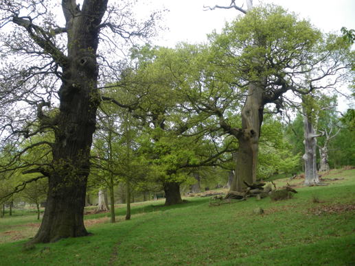 Calke Abbey - Calke Park - Woodland Trust