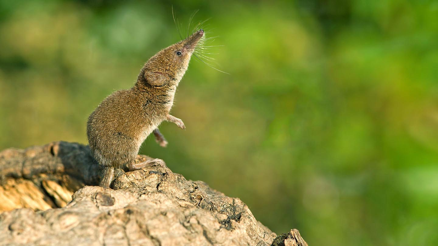 Burntollet Wood - Visiting Woods - Woodland Trust