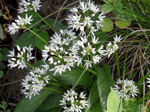 Clytha Estate - Woodland Trust