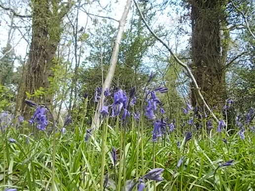 Combe Wood - Woodland Trust