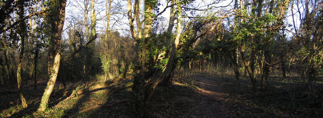Maidenhead Thicket - Woodland Trust