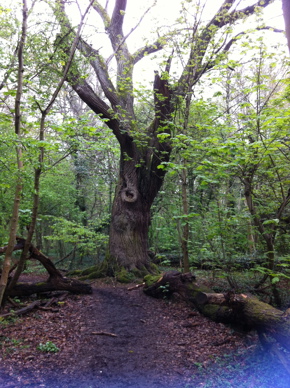 Maidenhead Thicket - Woodland Trust