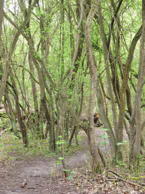 Maidenhead Thicket - Woodland Trust