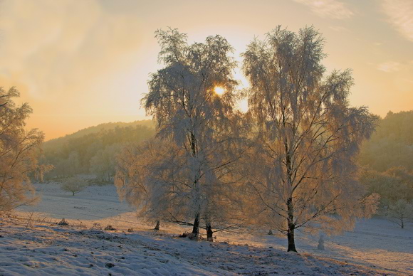 Downs Banks - Woodland Trust