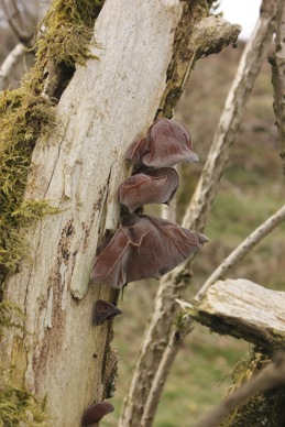 Dumpdon Hill - Woodland Trust