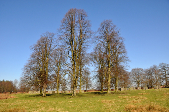 Dunham Massey - Dunham Park - Woodland Trust