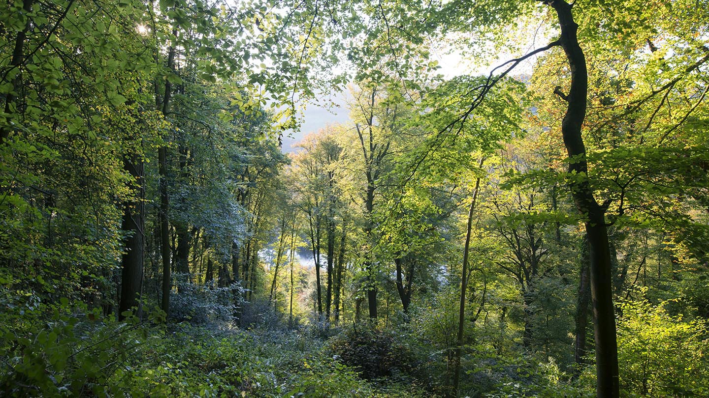 Cadora Woods - Visiting Woods - Woodland Trust