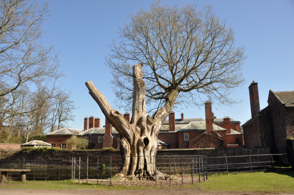 Dunham Massey - Dunham Park - Woodland Trust